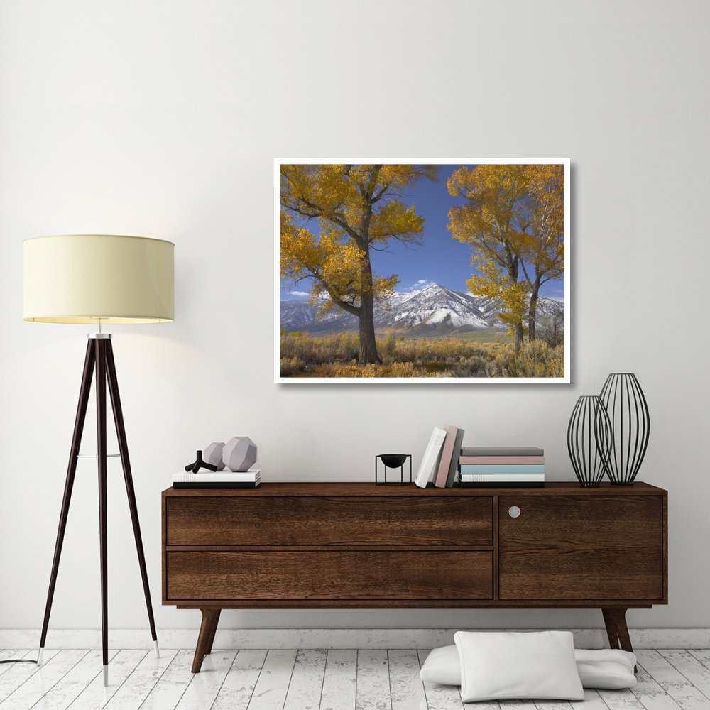 "Cottonwood trees, fall foliage, Carson Valley, Nevada" Paper Art, 18 ...