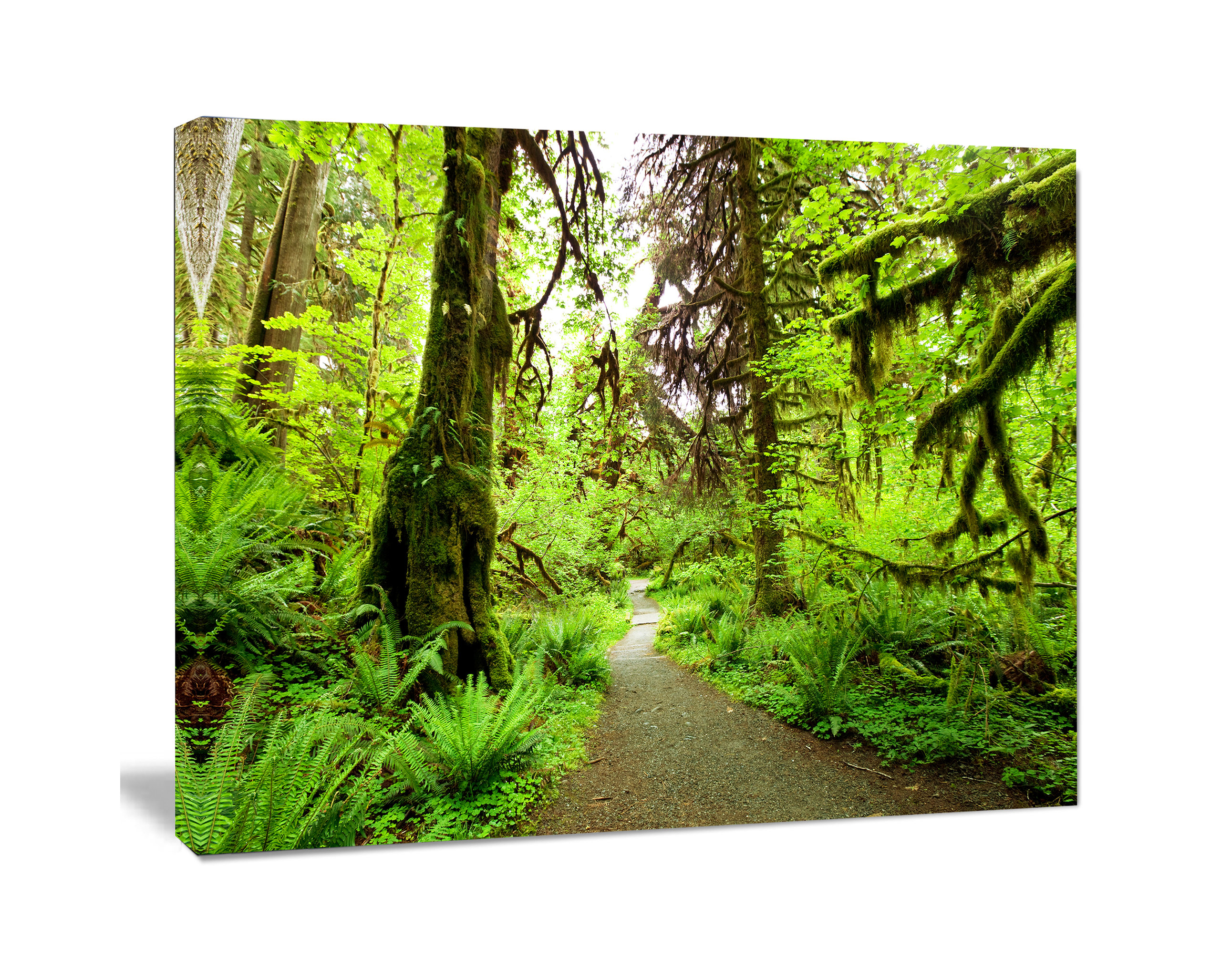 Footpath in Redwood Rain Forest, Landscape Canvas Art Print, 20"x12"x1 ...