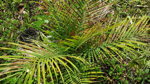 Pygmy Palm Problems | Houzz Forum