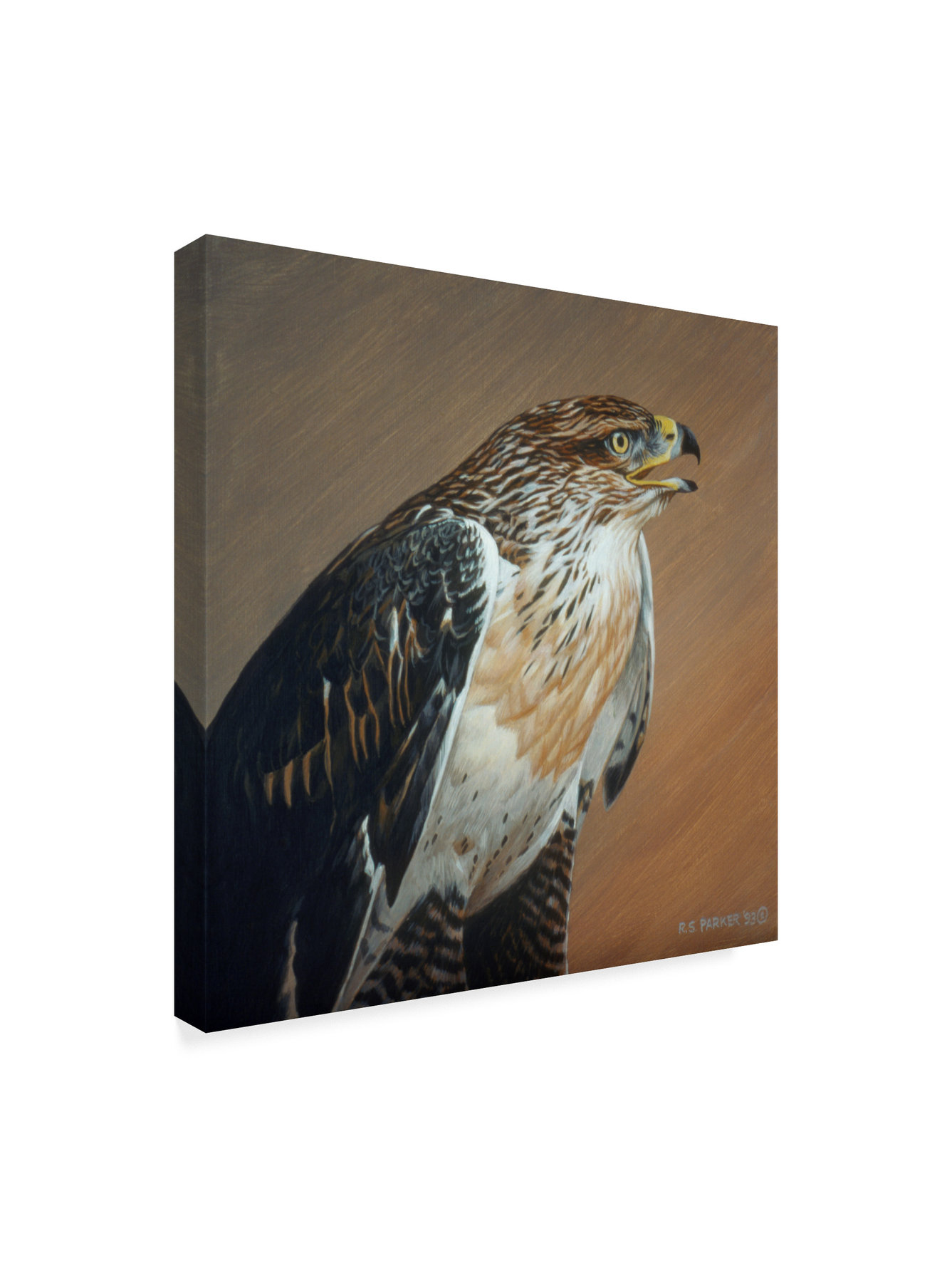 Ron Parker 'Ferruginous Hawk' Canvas Art, 14"x14" - Rustic - Prints And ...
