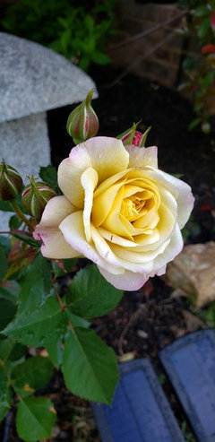 2019 USA New Rose Introductions | Houzz Forum
