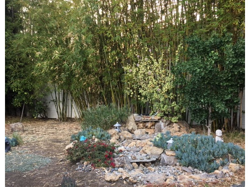 Simple Patio fountain to coexist with tall messy bamboo hedge