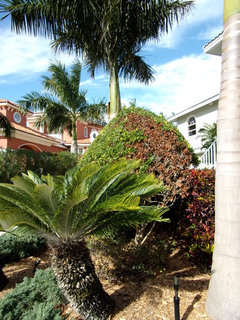 I have fungus on my ligustrum shrubs. How can I treat them?