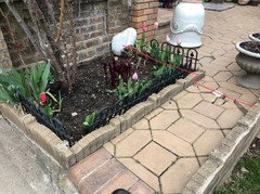 Neighbor planting in my garden