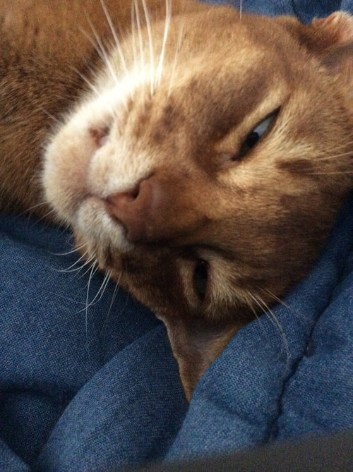 Structures pour chat?