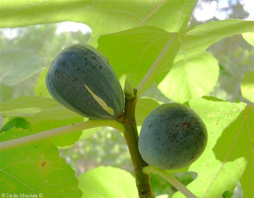 Mundani Botanical Garden