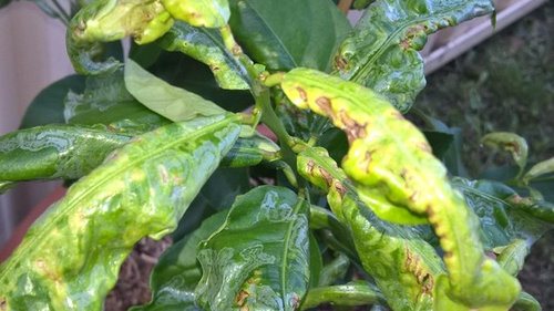 Citrus Tree help - leaves dying
