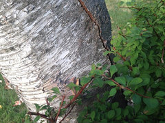 Split Birch Tree Trunk