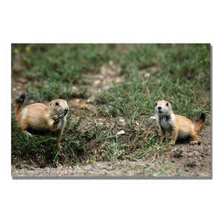 'Dakota Prairie Dog' Canvas Art by Nicole Dietz, 18" x 24 ...