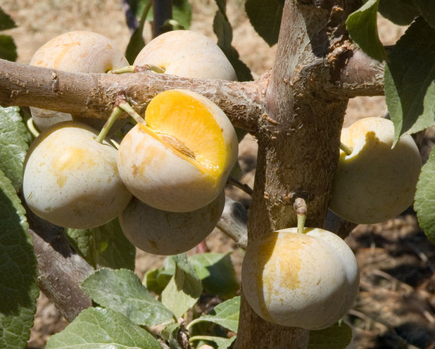 How to Grow Your Own Juicy Plums