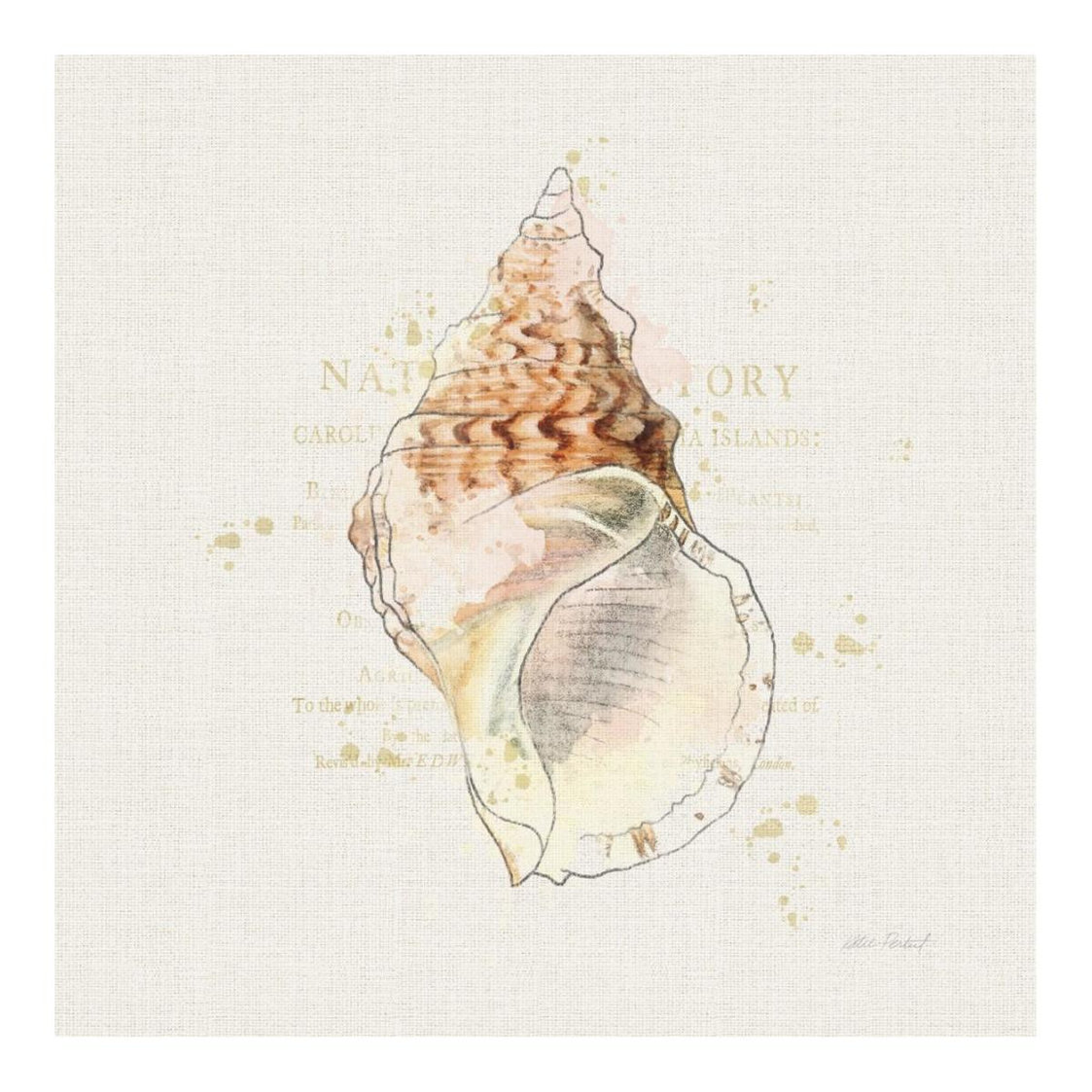 "Shell Collector III" Digital Paper Print by Katie Pertiet, 20"x20", 18 ...