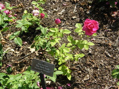Award winning roses (nastiest, thorniest, biggest and runts)