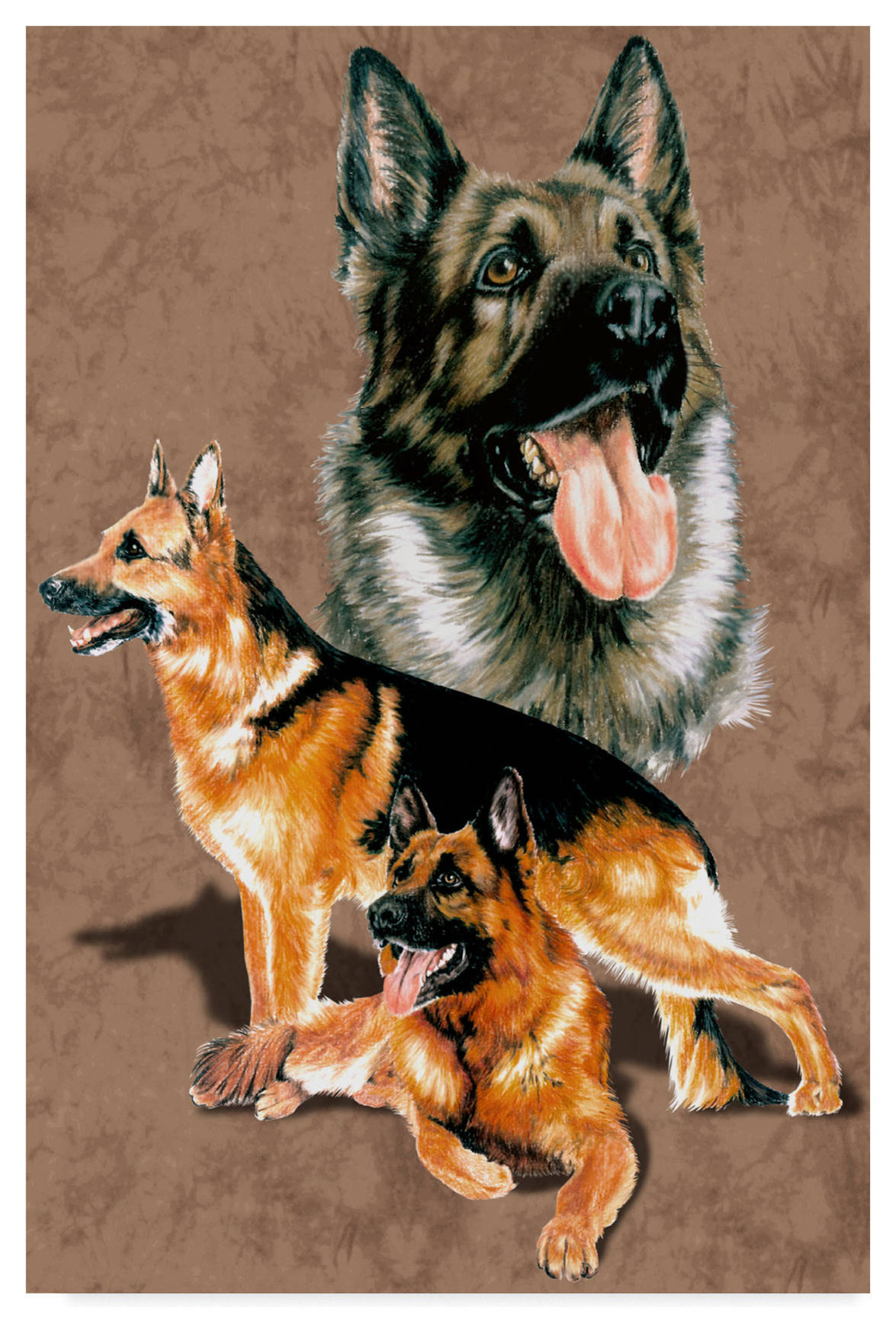 "German Shepherd Brown" by Barbara Keith, Canvas Art, 22"x32 ...
