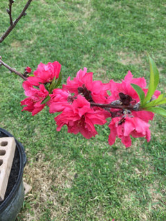 Red Baron Peach No Fruit