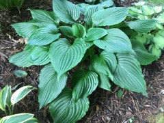 Hosta K 2019 .....