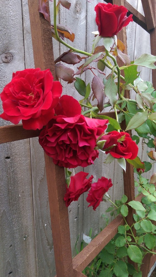 Is this Don Juan climbing rose?
