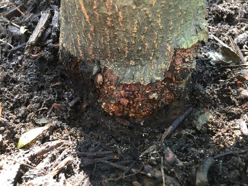 Red maple suddenly died?