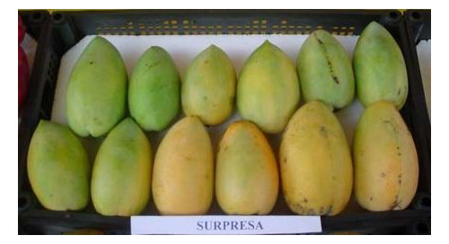 Brazilian mangoes