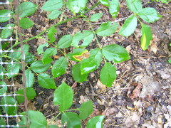 Mineral Deficiency Symptoms in Roses