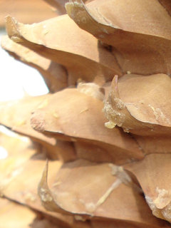 Pinus morphology question