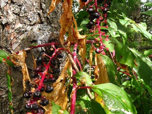 Purple stalk plant with dark purple berries? | Houzz Forum
