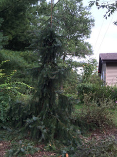 Picea Omorika Gotelli Weeping