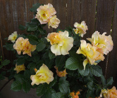 Northern Garden Roses - What Are These Plants?