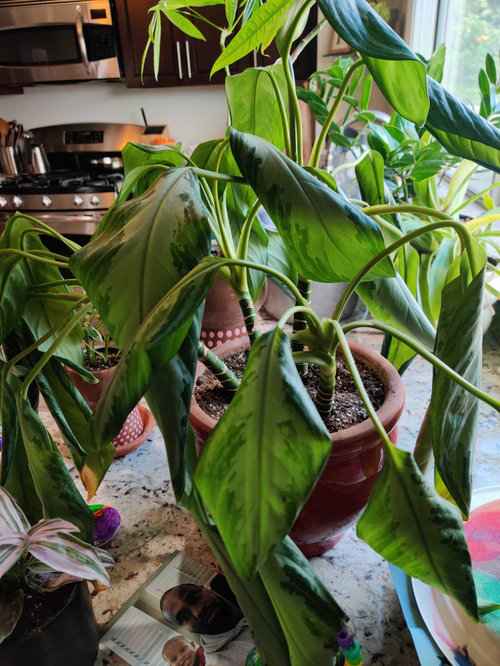 Drooping Chinese evergreen please help!