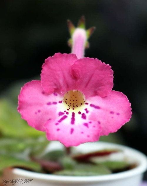 Mini Sinningia in Bloom
