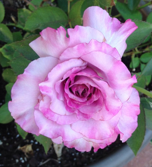 Show your MULTI-COLOR/BI-COLOR ROSES