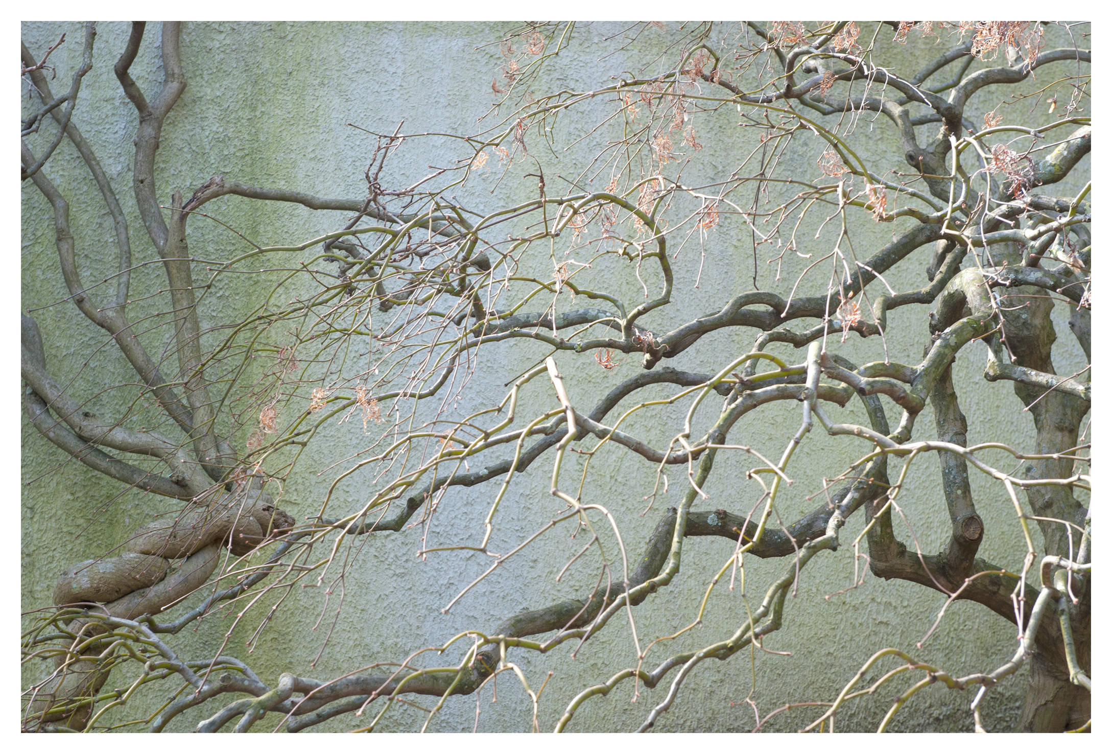 DC TREE, 30x45 - Contemporary - Prints And Posters - by Kuchi Kuu | Houzz