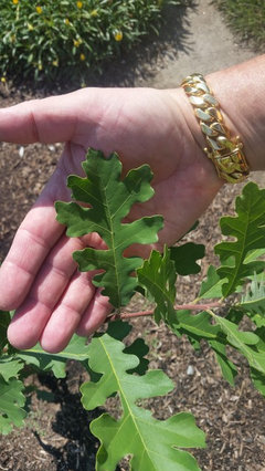 Genealogy Maturity of Oak Hybrids
