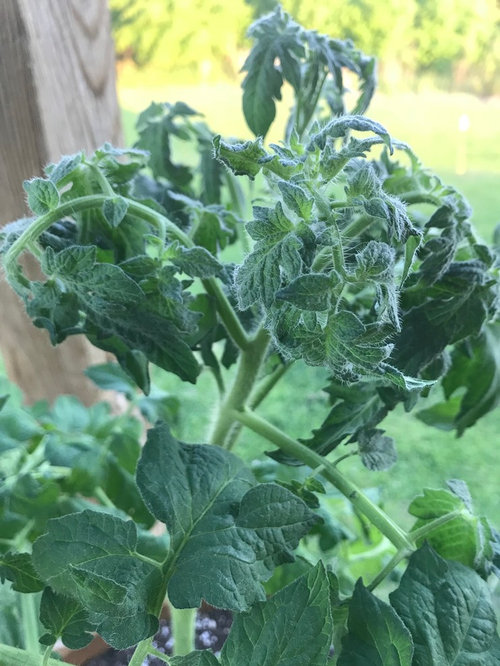 top of tomato plant curling