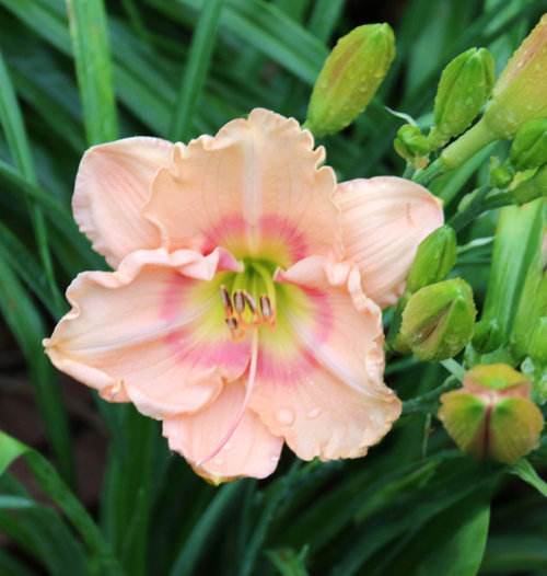 Some of Ron Reimer's and a Few Others from Today