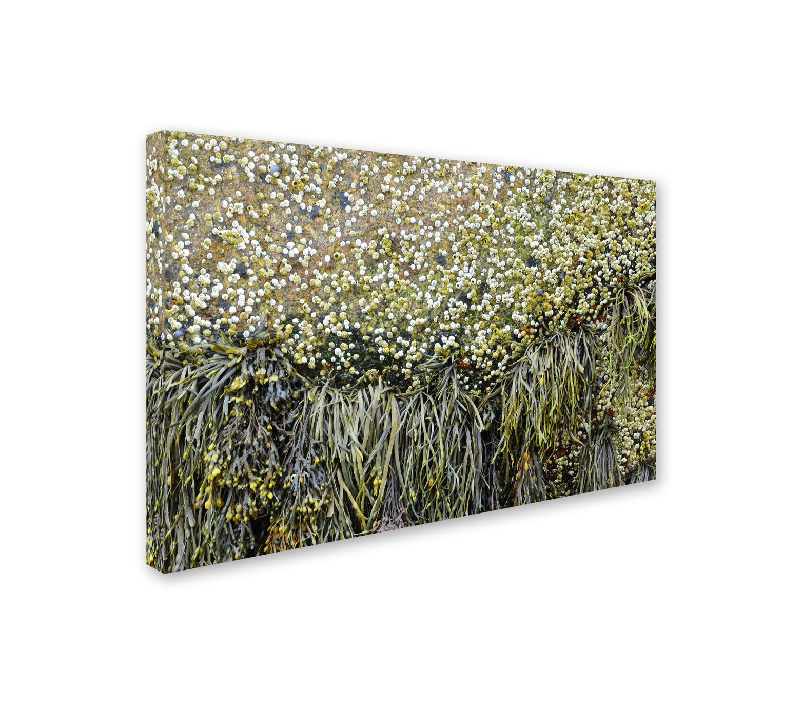 Nicole Dietz 'Barnacles' Canvas Art, 19"x12" - Contemporary - Prints ...
