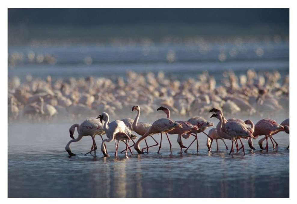 "Lesser Flamingos feeding in shallow waters of Lake Bogoria" Paper Art ...