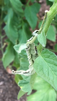 Why are my tomato leaves yellow/brown?