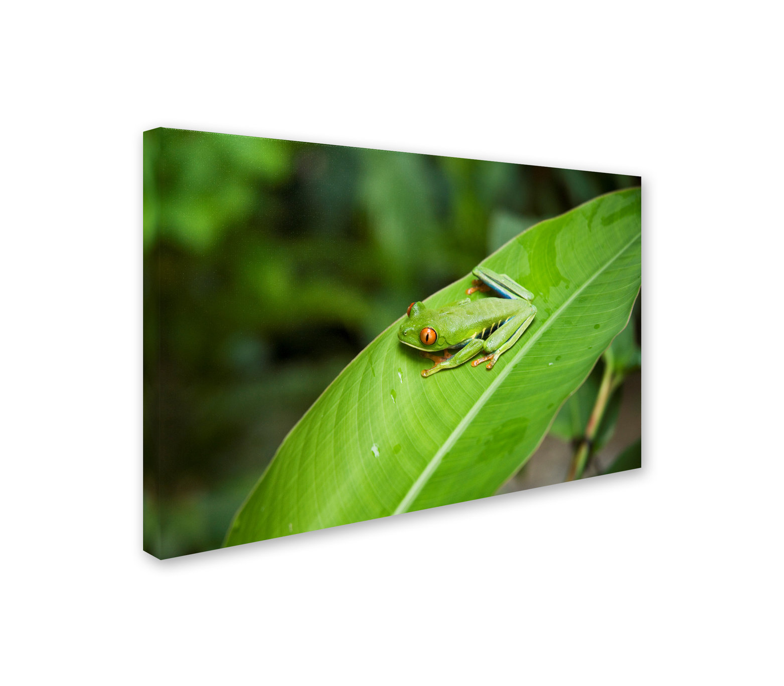 "Frog 1" by Robert Harding Picture Library, Canvas Art, 22"x32 ...