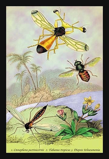 Insects: Ctenophora Pectinicornis, Tabanus Tropicus, Et Al., 24" x 36 ...