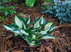 Hosta W 2022 ....................