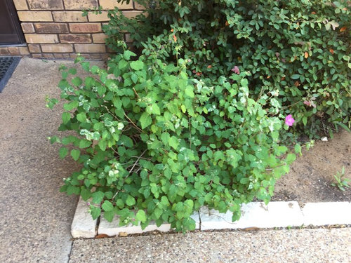 North Texas shrubs and flowers