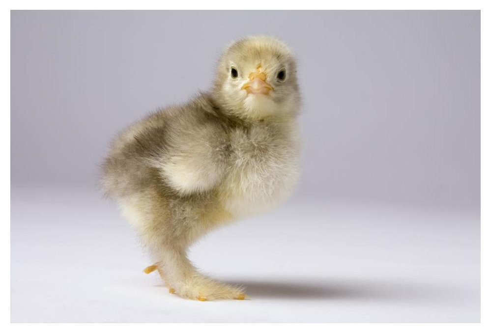 "Domestic Chicken, Banty Morph, About One Week After Hatching" Wall Art ...