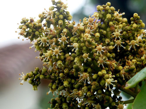 Lychee flower update with pictures