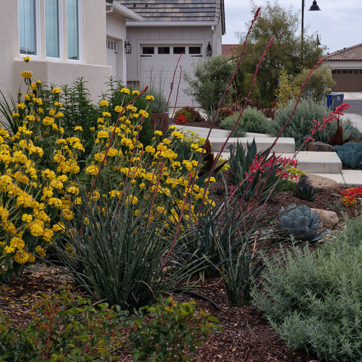 75 Beautiful Xeriscape Ideas & Designs - September 2025 | Houzz AU