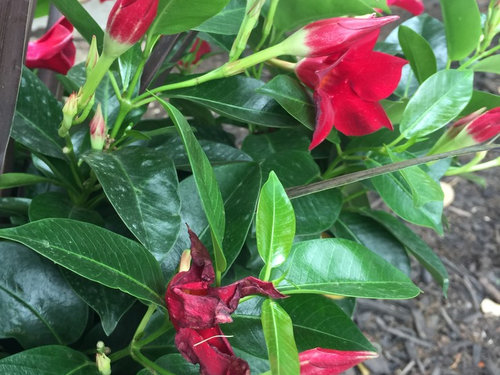 Potted Dipladenia And Red Star Spike Cordyline Baurei Flower Concern