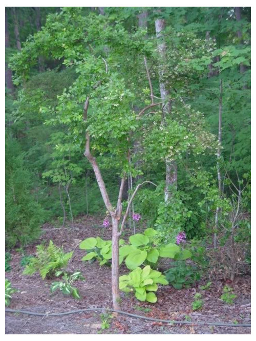 Unknown understory tree
