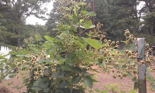 I don't understand primocane blackberries. Prime ark 45 /3rd year.