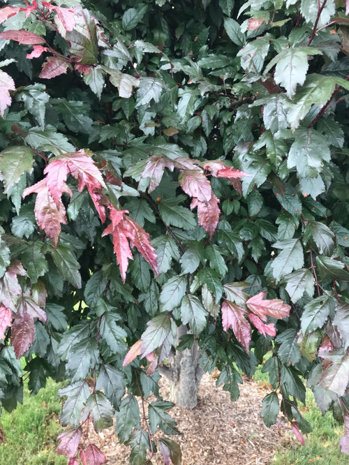 what’s this tree?