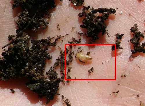 White insect larvae in soil?