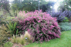 Hillside erosion protection / ground cover